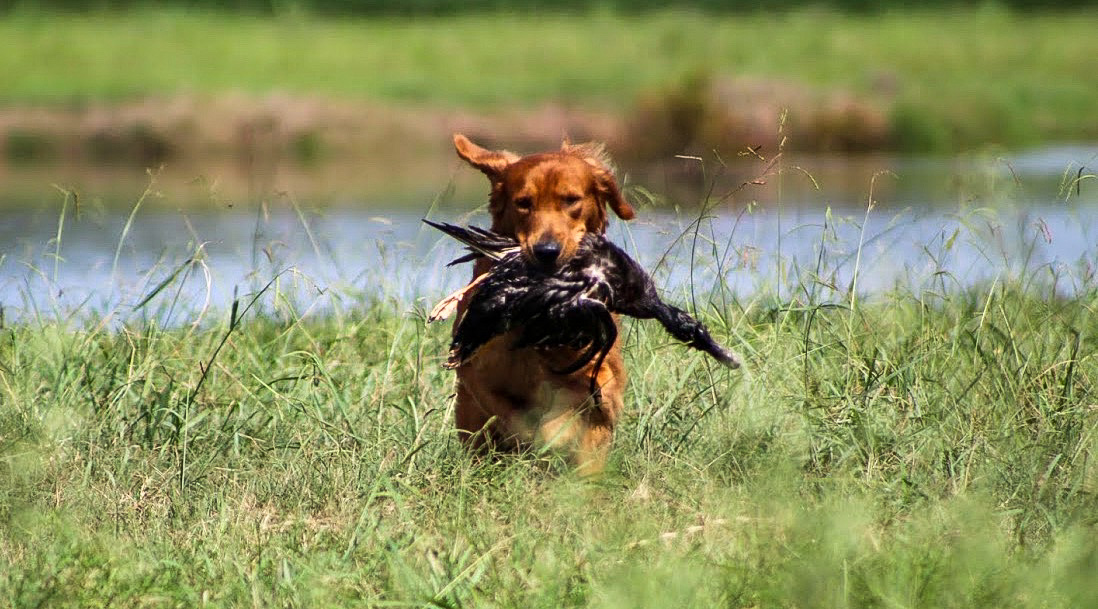 Gun Dog Training - Bayou Gundog - John McCarter