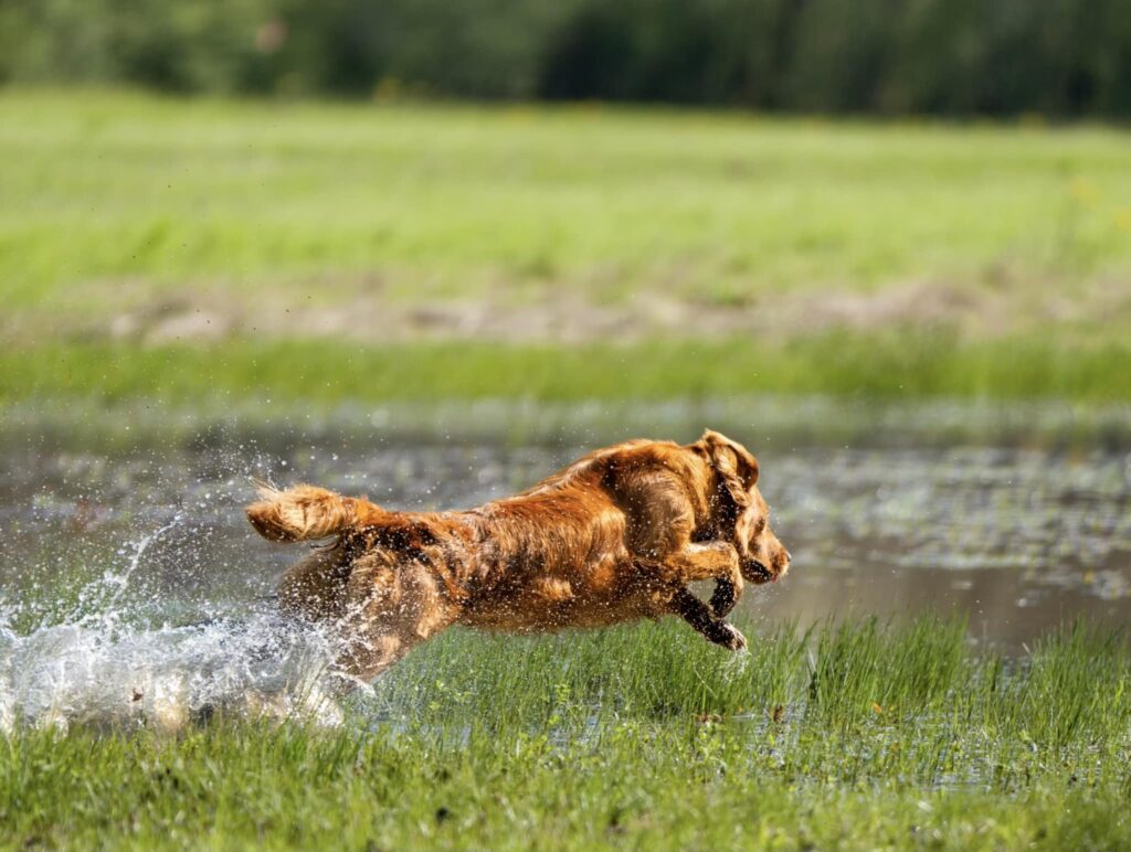 2026 Planned Litters: What’s Coming at Bayou Gundog - Bayou Gundog